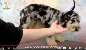 Aussiedoodle Haircuts: The Ultimate Guide to Aussiedoodle Haircuts