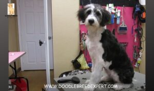 Aussiedoodle Haircuts: The Ultimate Guide to Aussiedoodle Haircuts